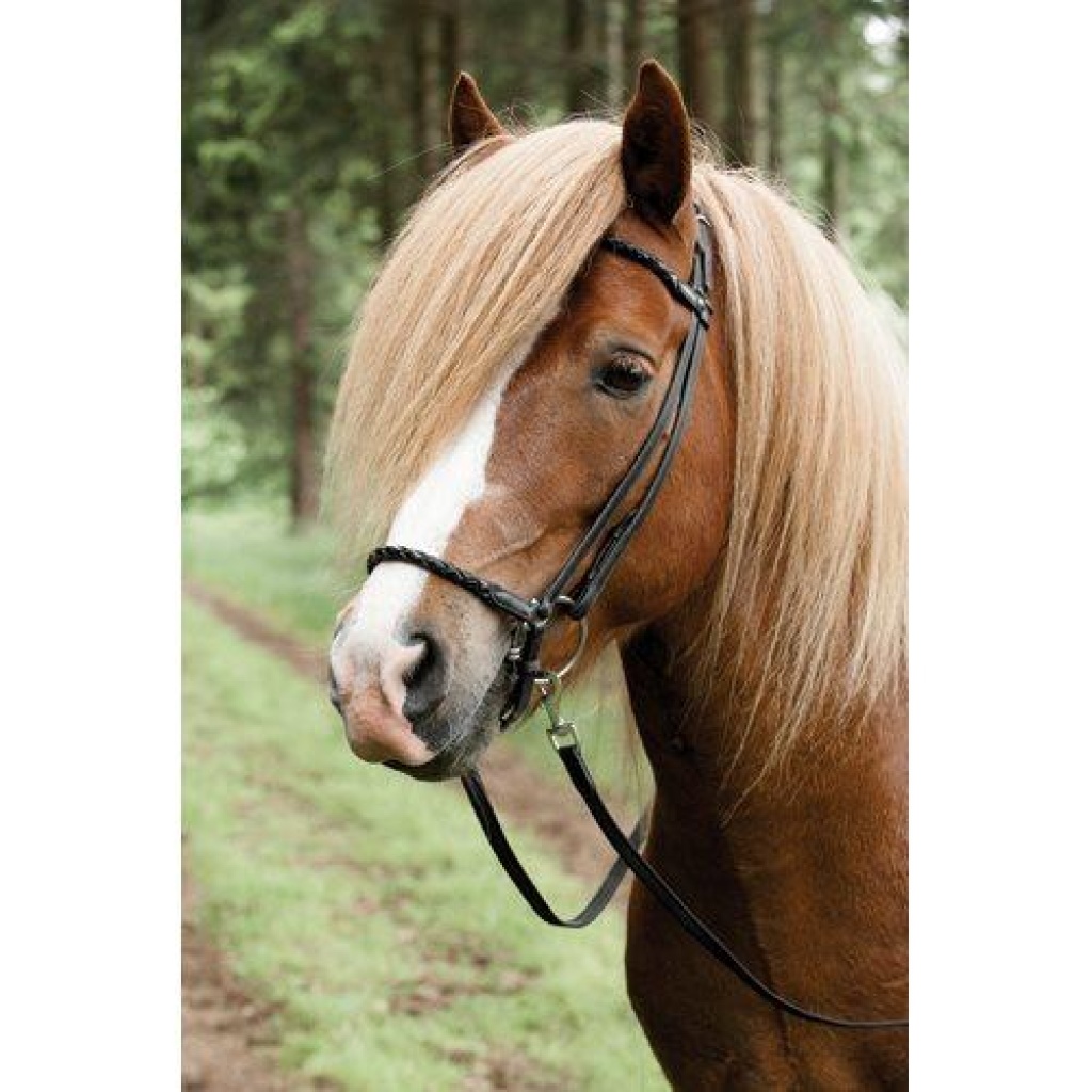 Islender trinse med flettet nese og pannebånd - Mtequestrian